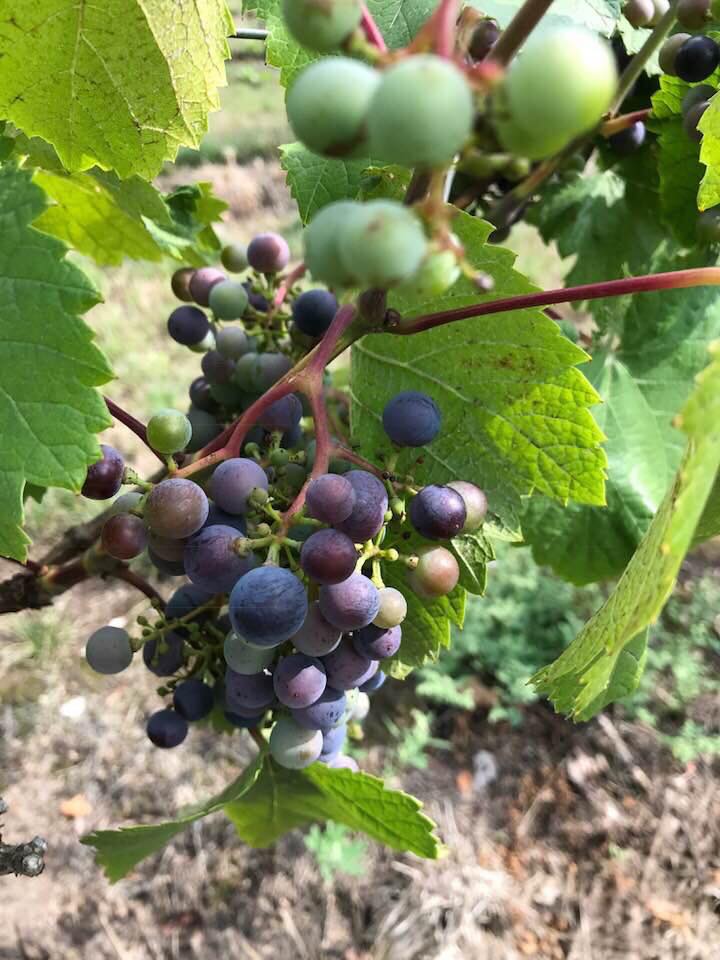 vindruer – Svenstrup Gods